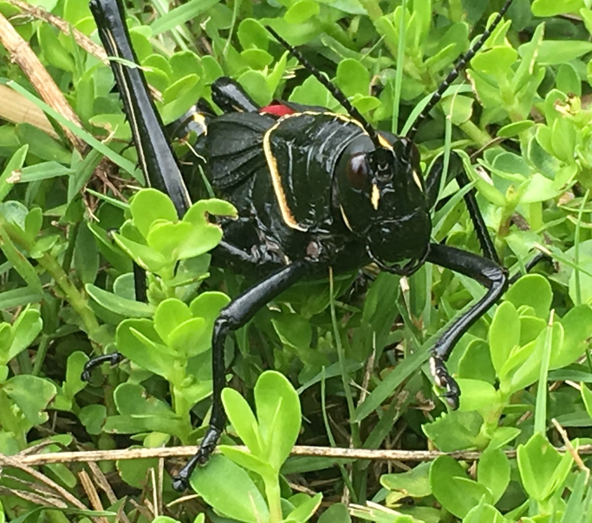 Lubbers – Louisiana Latitudes